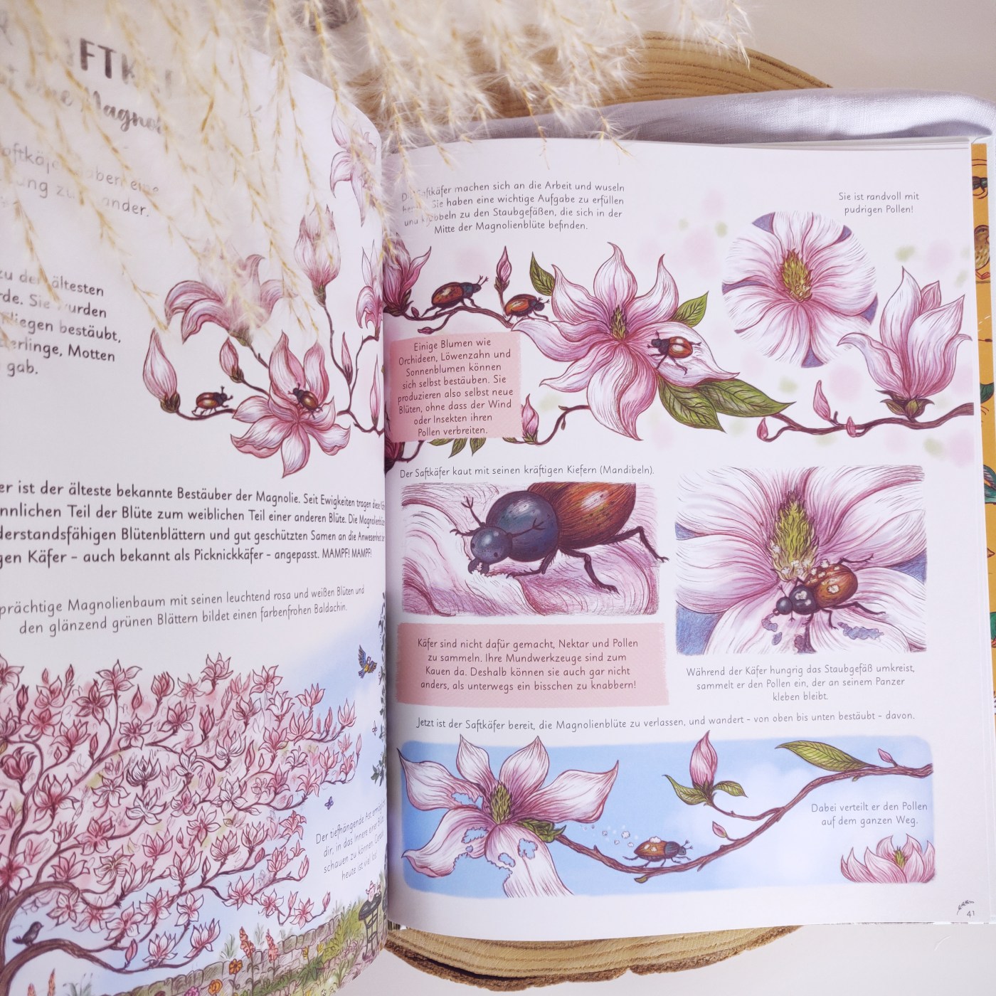 Laura Brand und Freya Hartas – Wunder der Natur – Papillionis liest